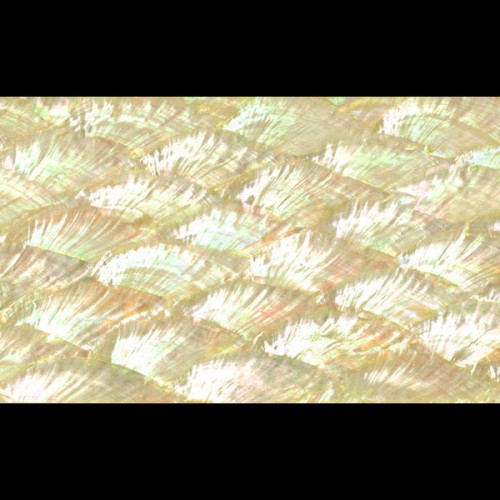 How To Inlay Abalone & Mother of Pearl Shell