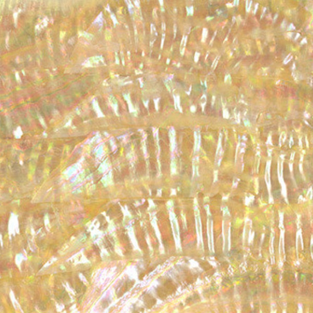 Japanese Awabi Ribbon Abalone Inlay Sheet